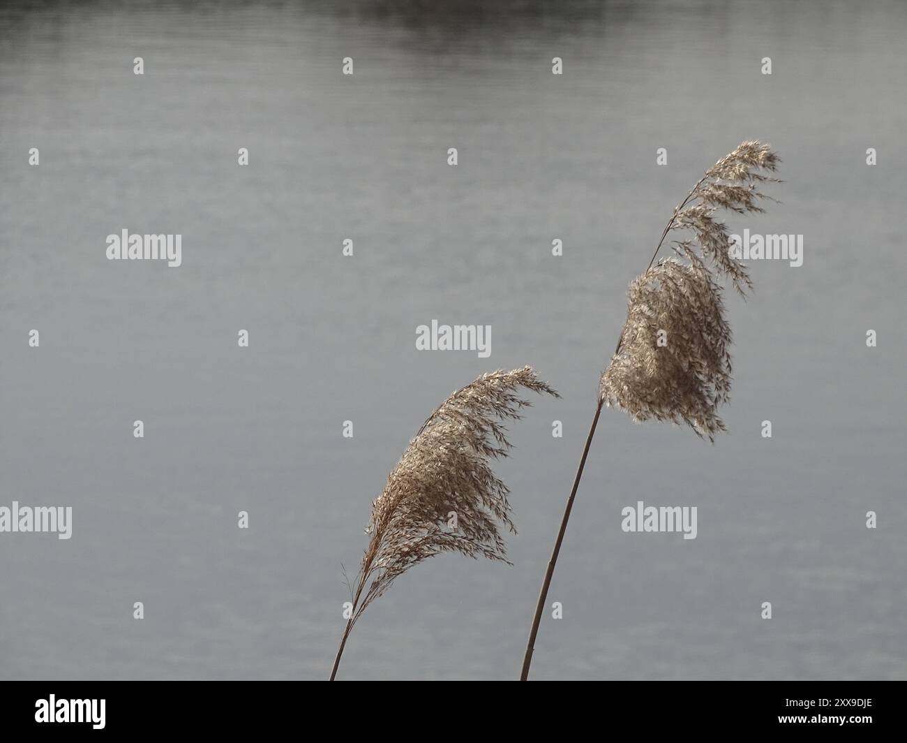 common reed (Phragmites australis) Plantae Stock Photo - Alamy