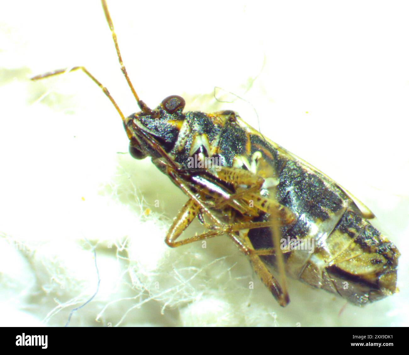 False chinch bugs (Nysius) Insecta Stock Photo - Alamy