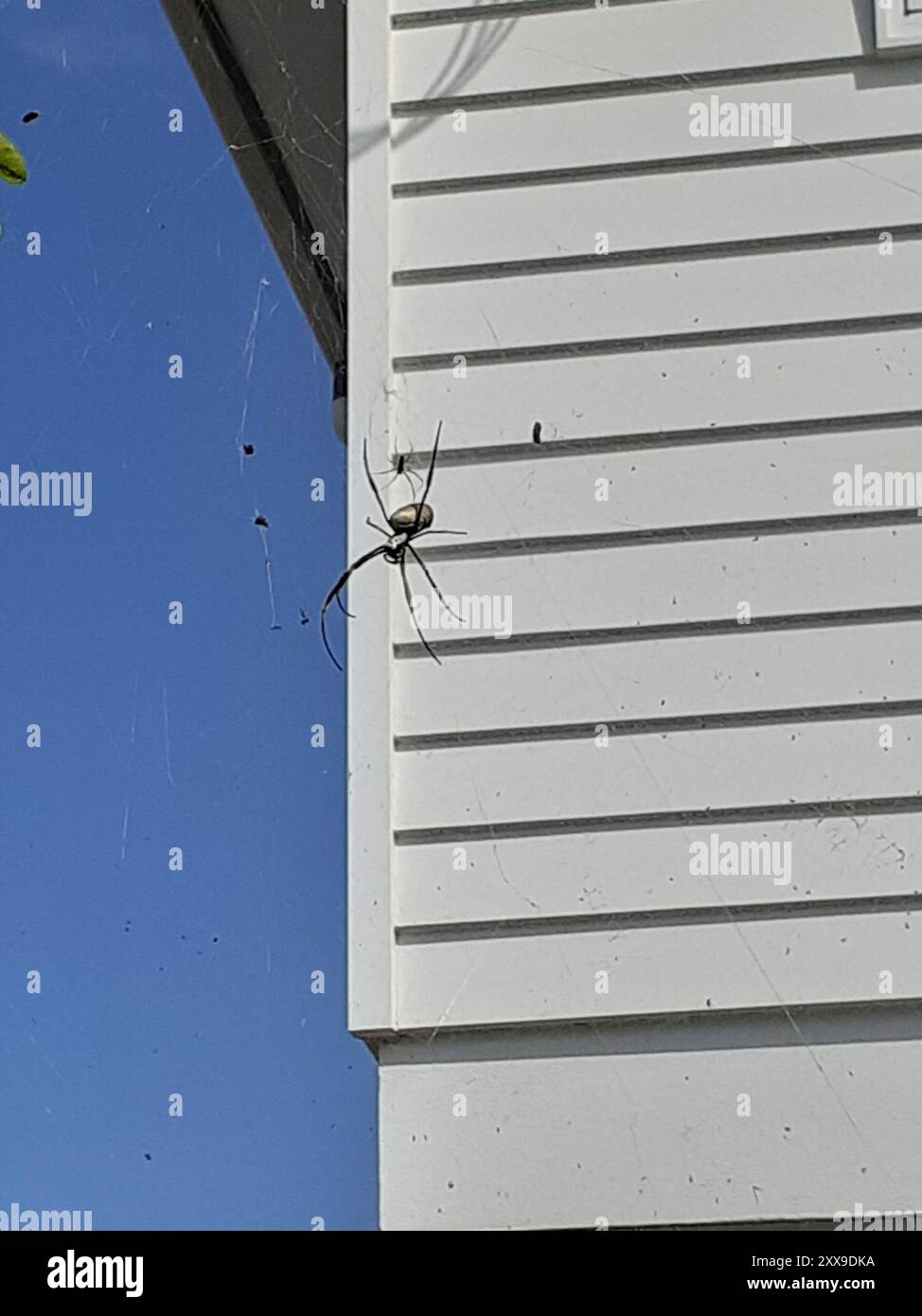 Tiger Spider (Trichonephila plumipes) Arachnida Stock Photo - Alamy