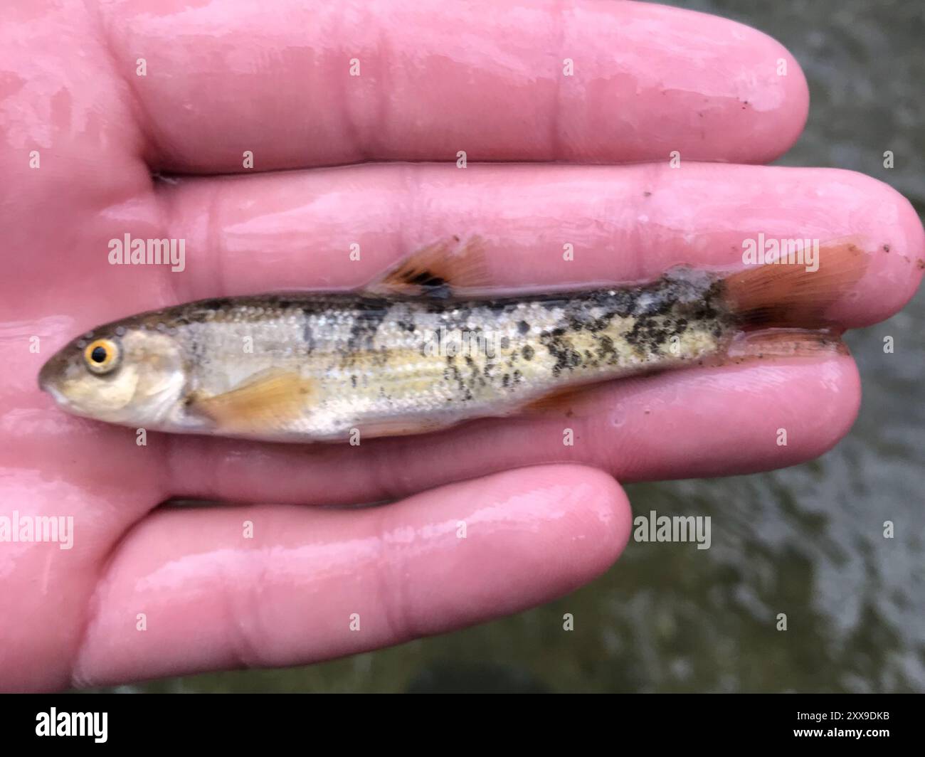 Central Stoneroller (Campostoma anomalum) Actinopterygii Stock Photo ...