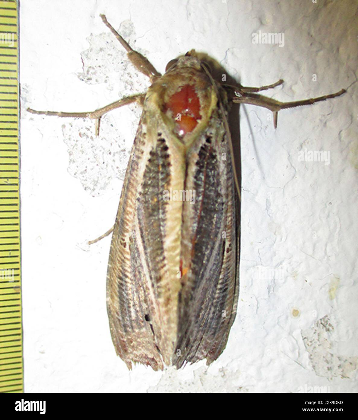 Dot-underwing Moth (Eudocima materna) Insecta Stock Photo - Alamy