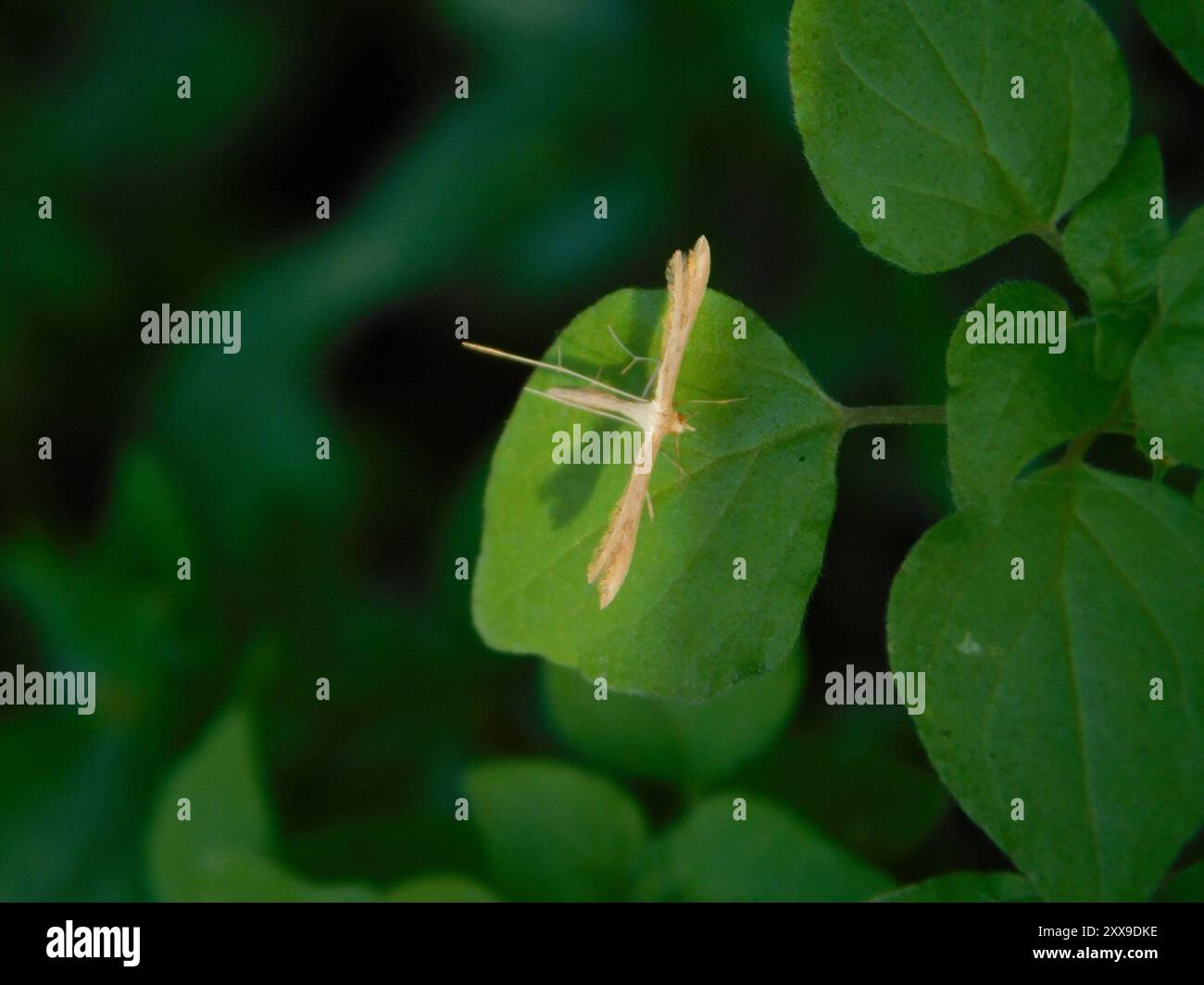 Dwarf Plume Moth (Exelastis pumilio) Insecta Stock Photo - Alamy