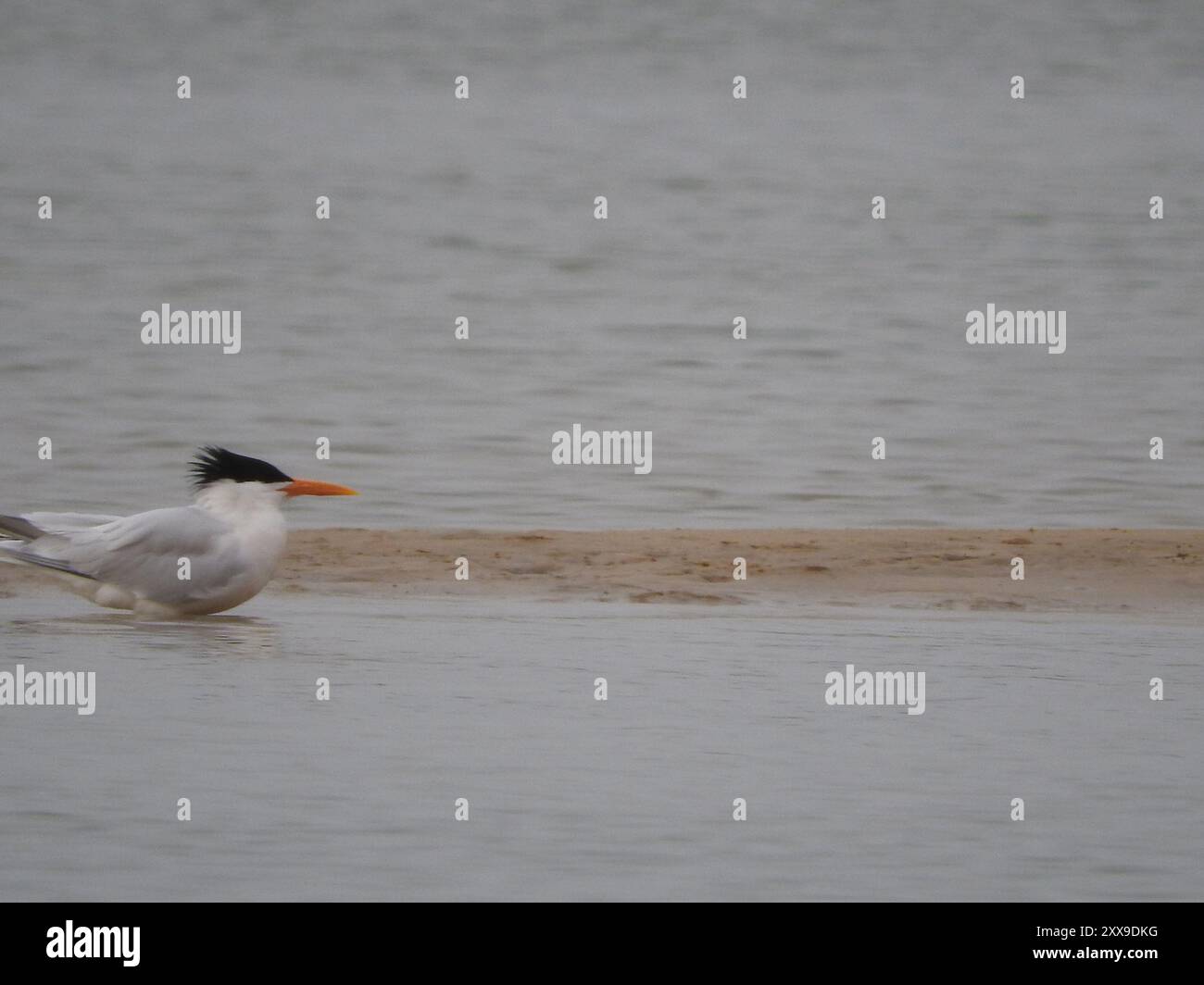 West African Crested Tern (Thalasseus albididorsalis) Aves Stock Photo ...