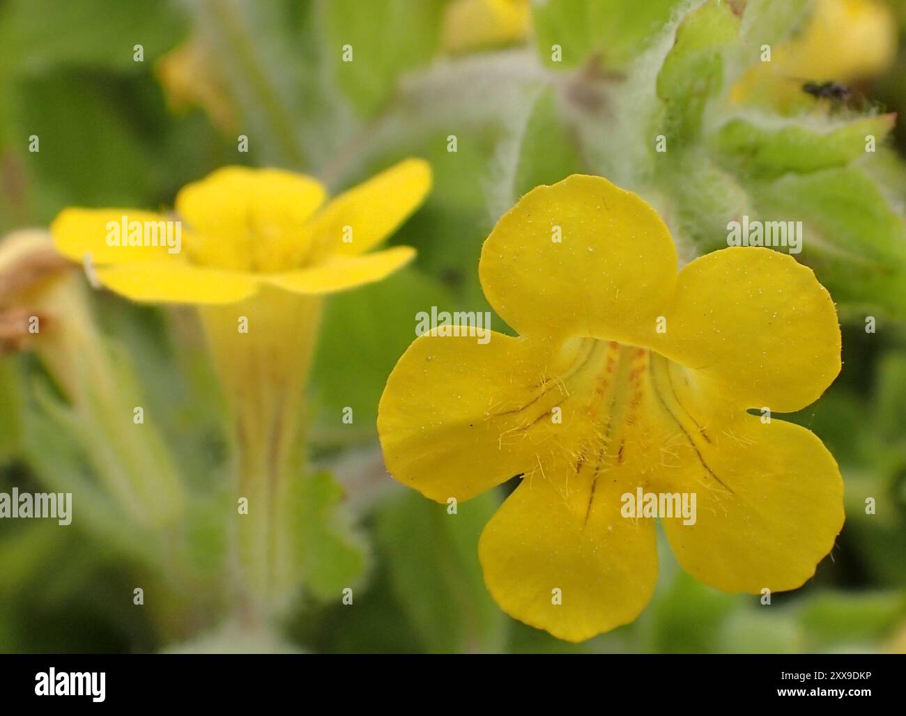 musk monkeyflower (Erythranthe moschata) Plantae Stock Photo - Alamy