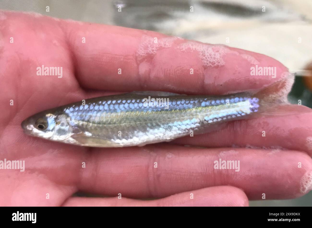 Mississippi Silvery Minnow (Hybognathus nuchalis) Actinopterygii Stock ...