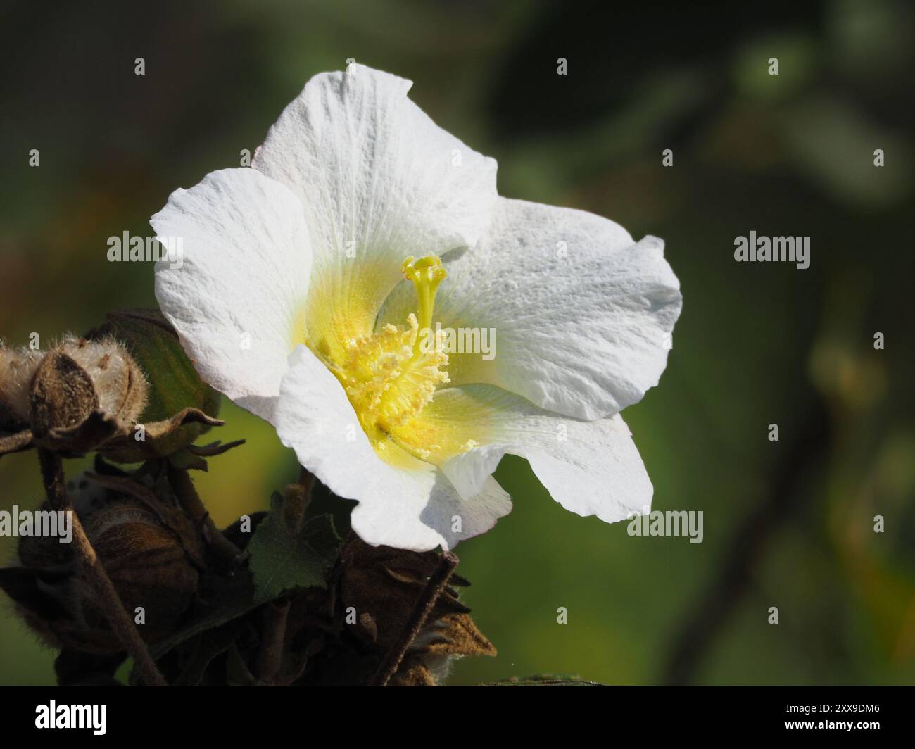 Taiwan cotton rose (Hibiscus taiwanensis) Plantae Stock Photo - Alamy