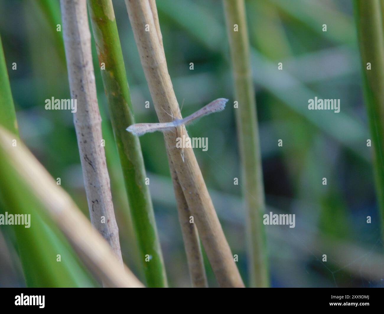 Dwarf Plume Moth (Exelastis pumilio) Insecta Stock Photo - Alamy