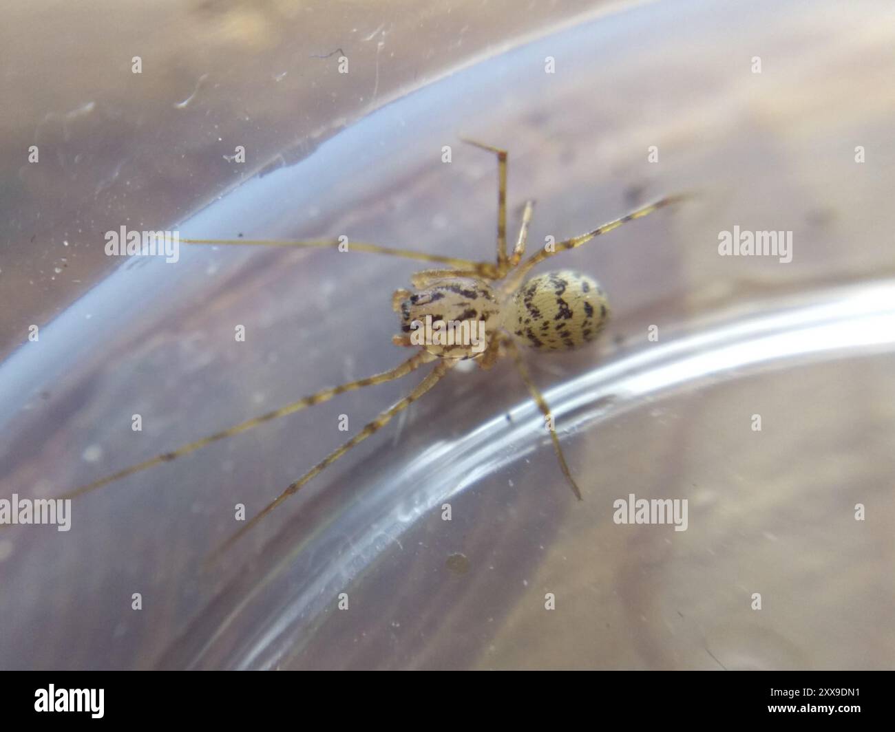 Common Spitting Spider (Scytodes thoracica) Arachnida Stock Photo - Alamy