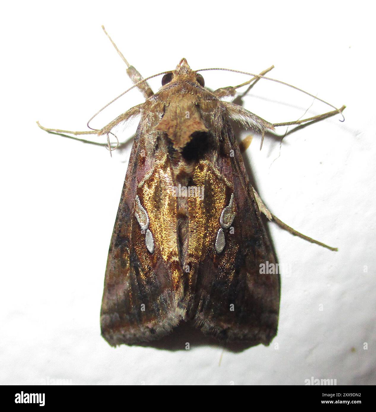 Plusiine Looper Moths (Plusiinae) Insecta Stock Photo - Alamy