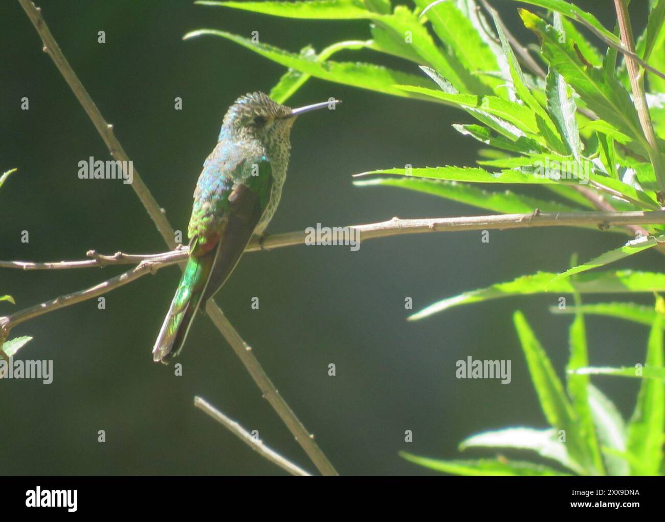 Red-tailed Comet (Sappho sparganurus) Aves Stock Photo - Alamy