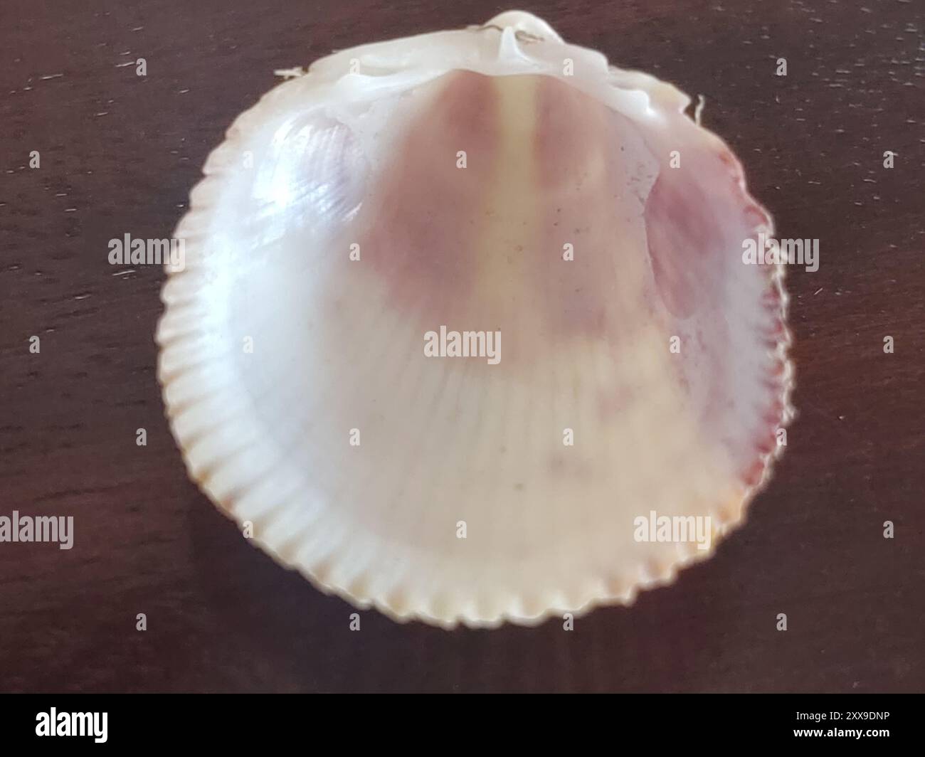 Yellow Prickly Cockle (Dallocardia muricata) Mollusca Stock Photo - Alamy