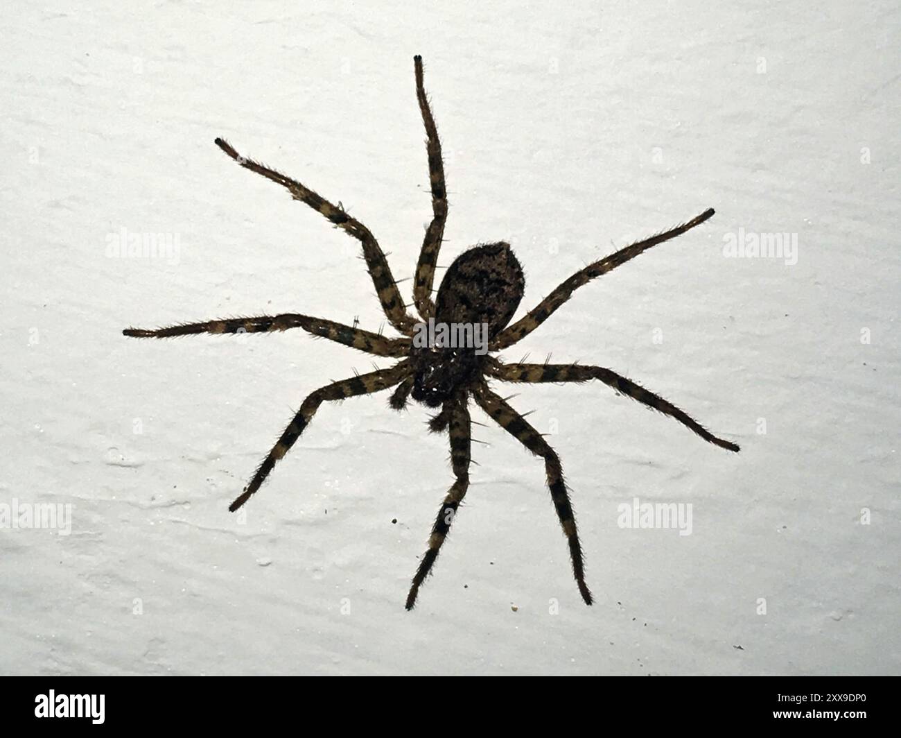 (Selenops mexicanus) Arachnida Stock Photo - Alamy