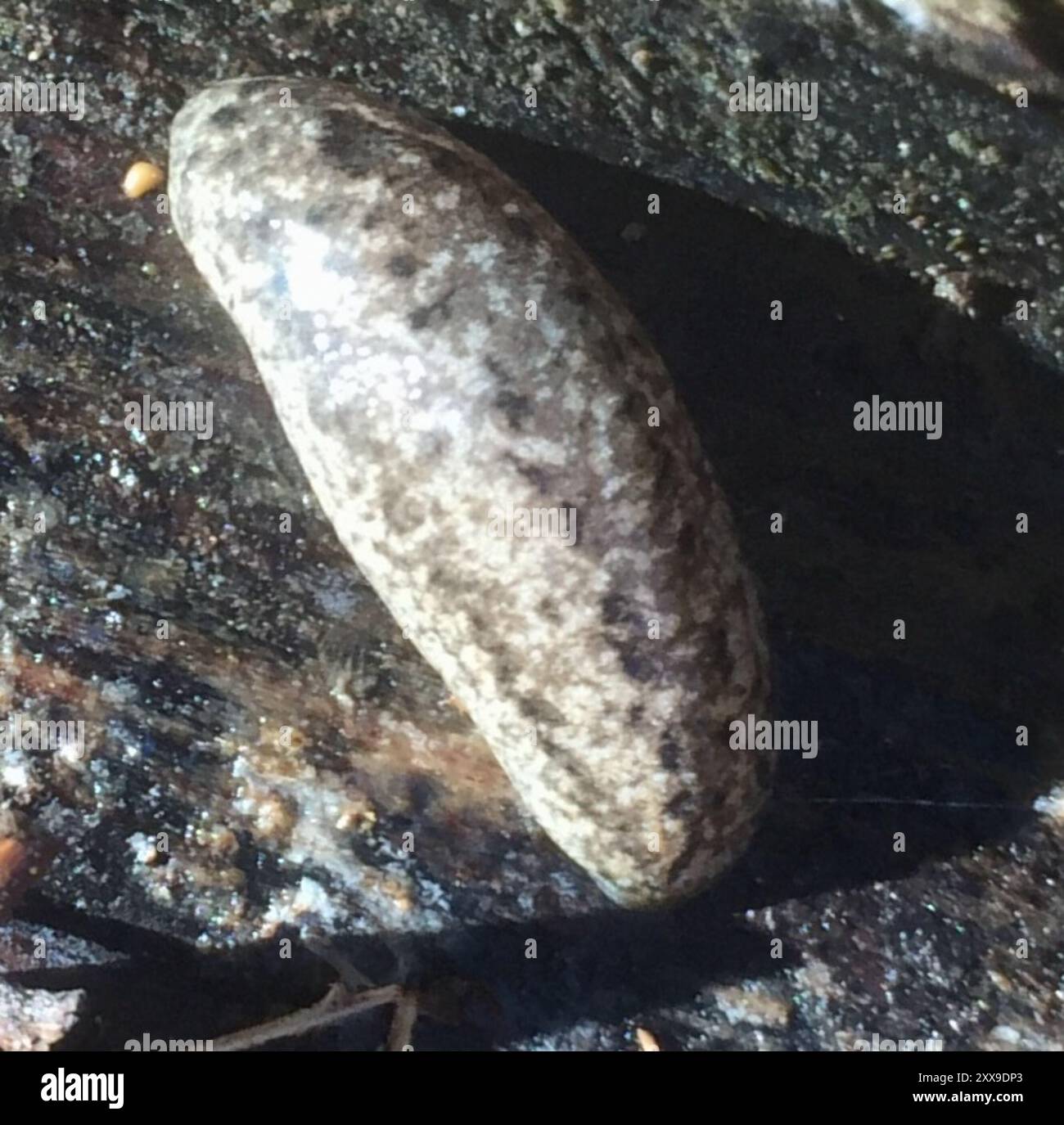Carolina Mantleslug (Philomycus carolinianus) Mollusca Stock Photo - Alamy