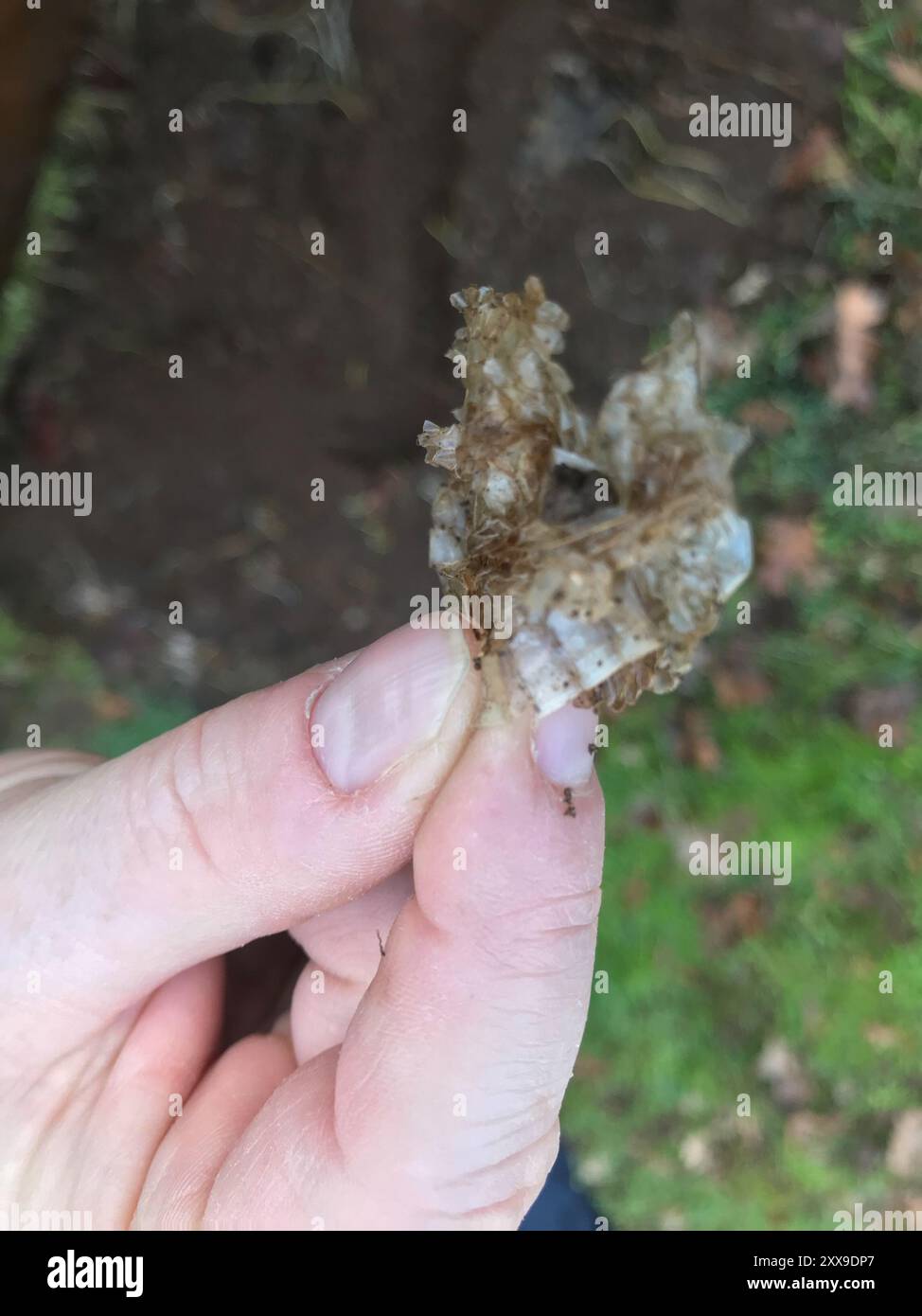 Snakes (Serpentes) Reptilia Stock Photo - Alamy