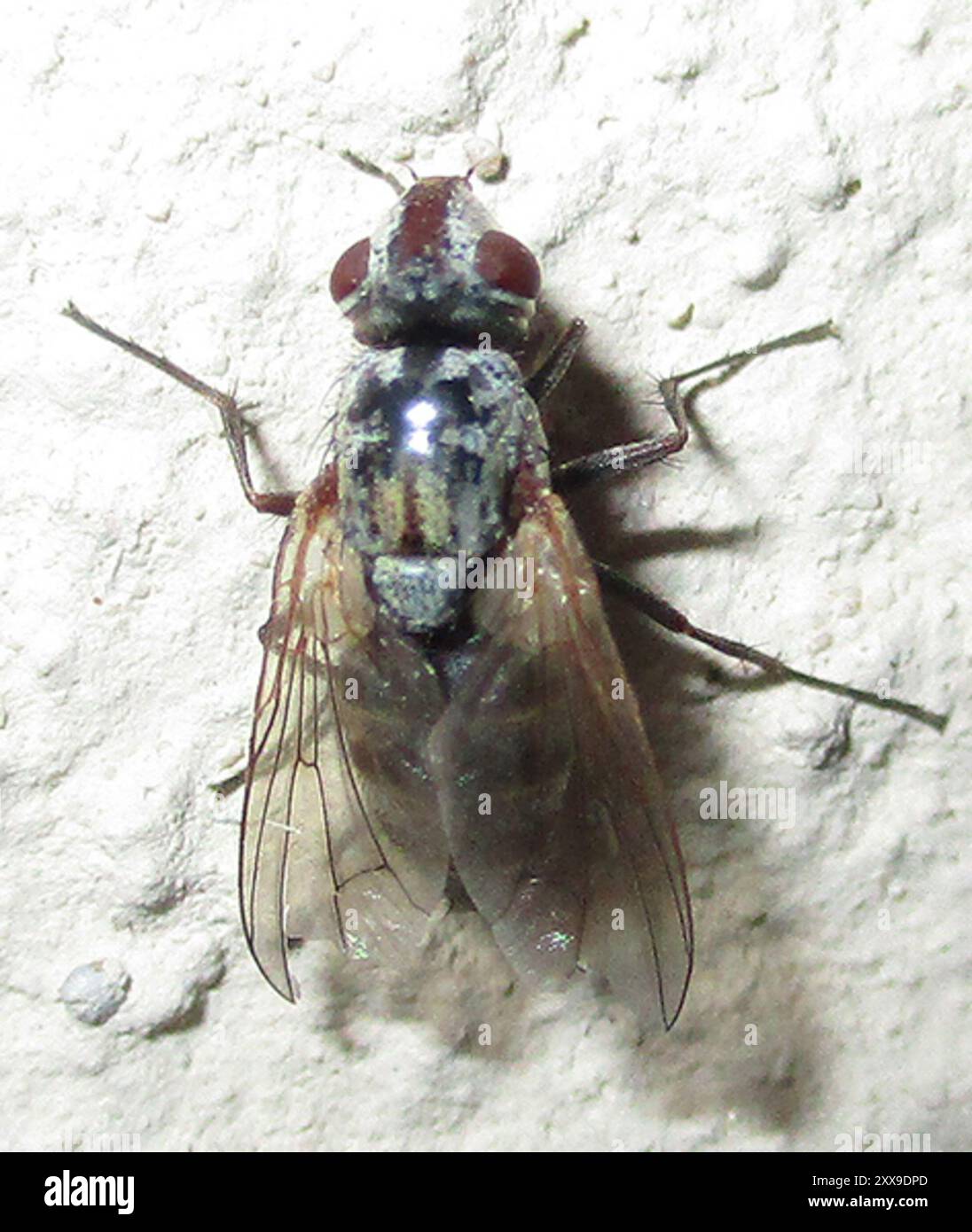 Flies (Diptera) Insecta Stock Photo - Alamy