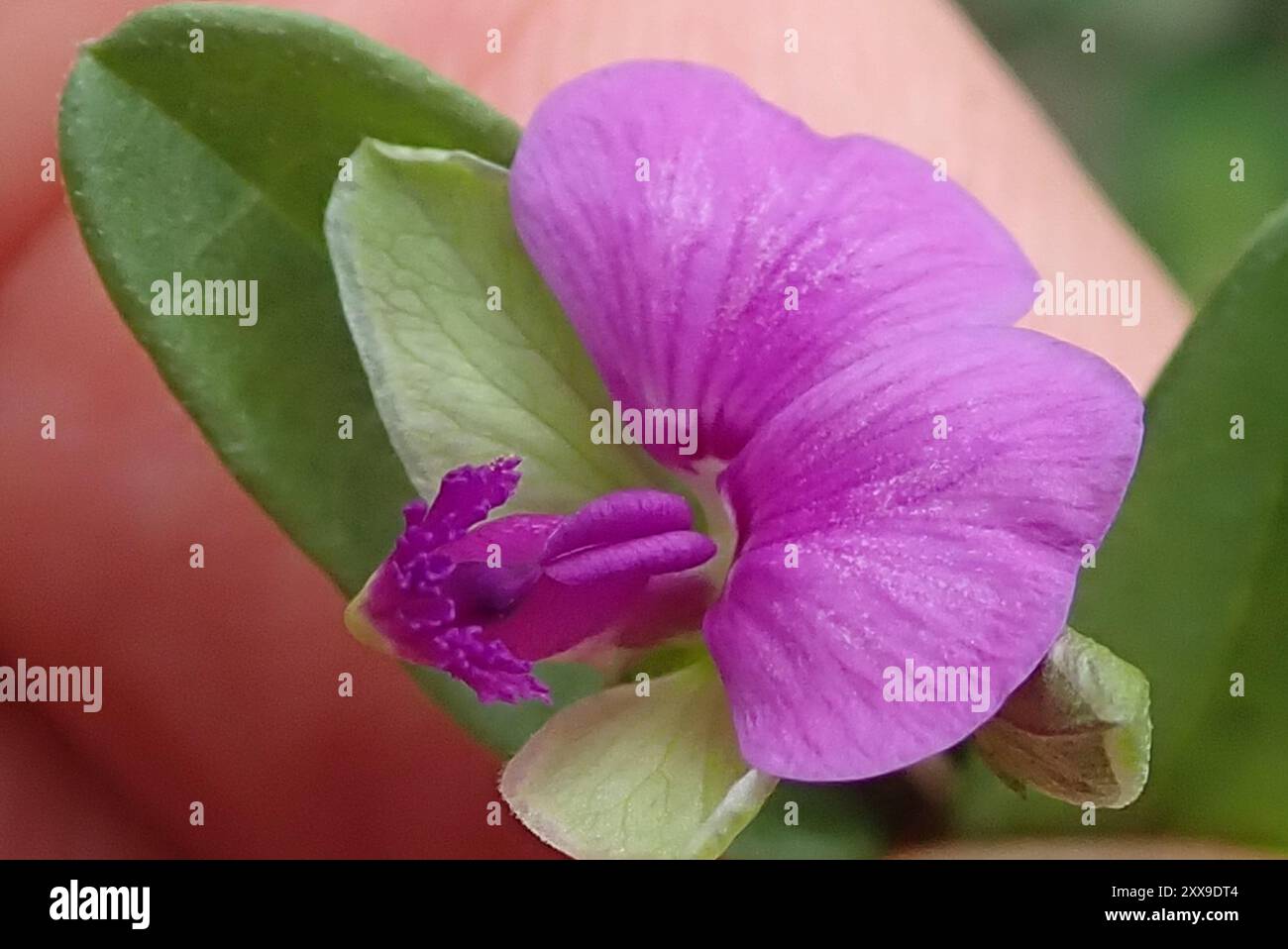 Dwarf Polygala (Polygala amatymbica) Plantae Stock Photo - Alamy