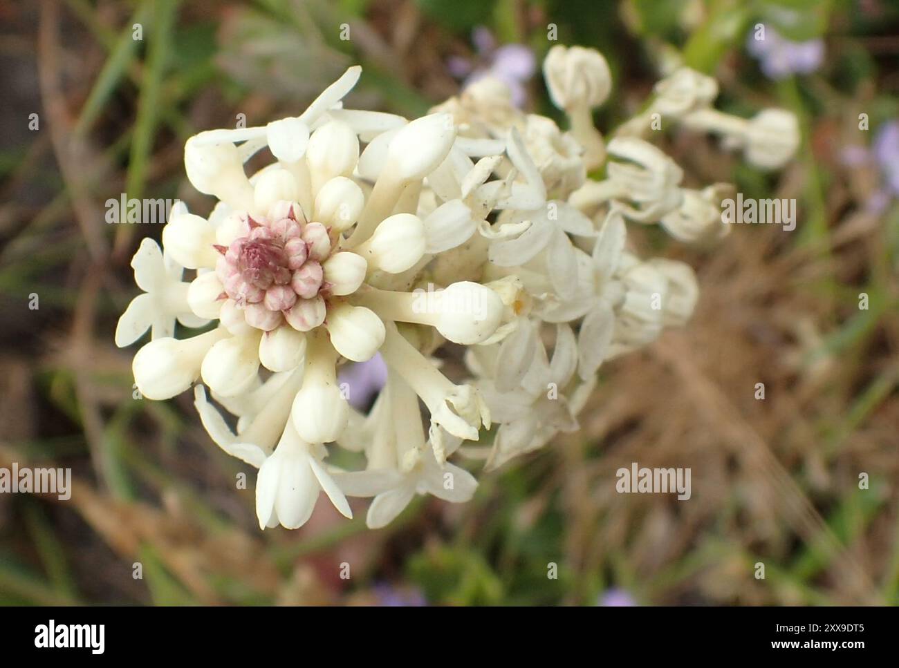 Creamy Candles (Stackhousia monogyna) Plantae Stock Photo - Alamy