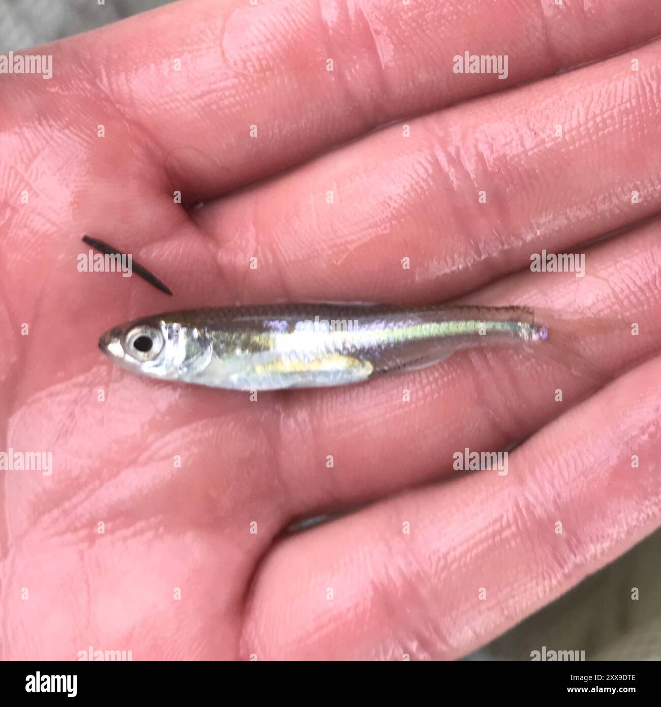 Texas Shiner (Notropis amabilis) Actinopterygii Stock Photo - Alamy