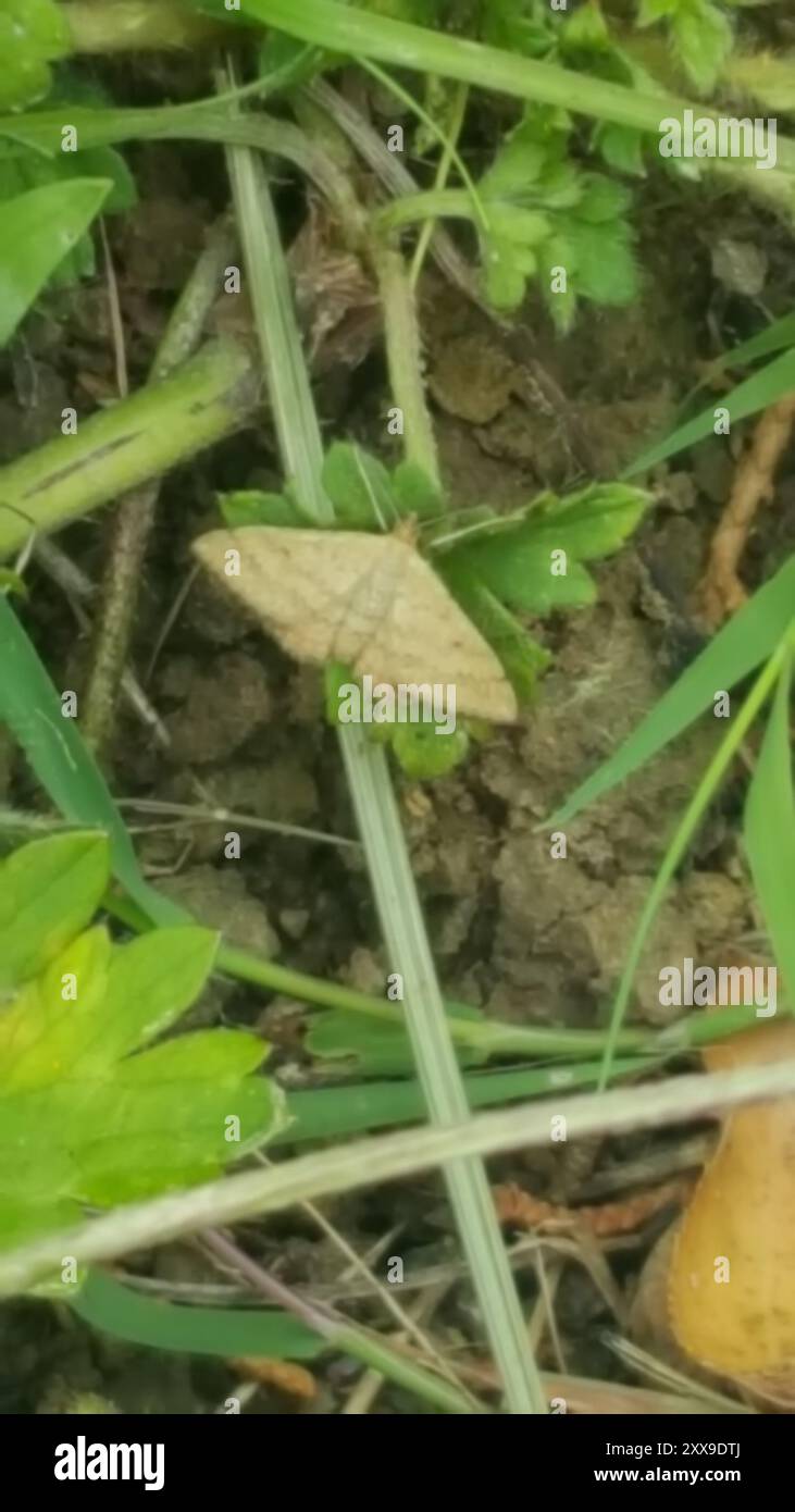 Plantain moth (Scopula rubraria) Insecta Stock Photo - Alamy