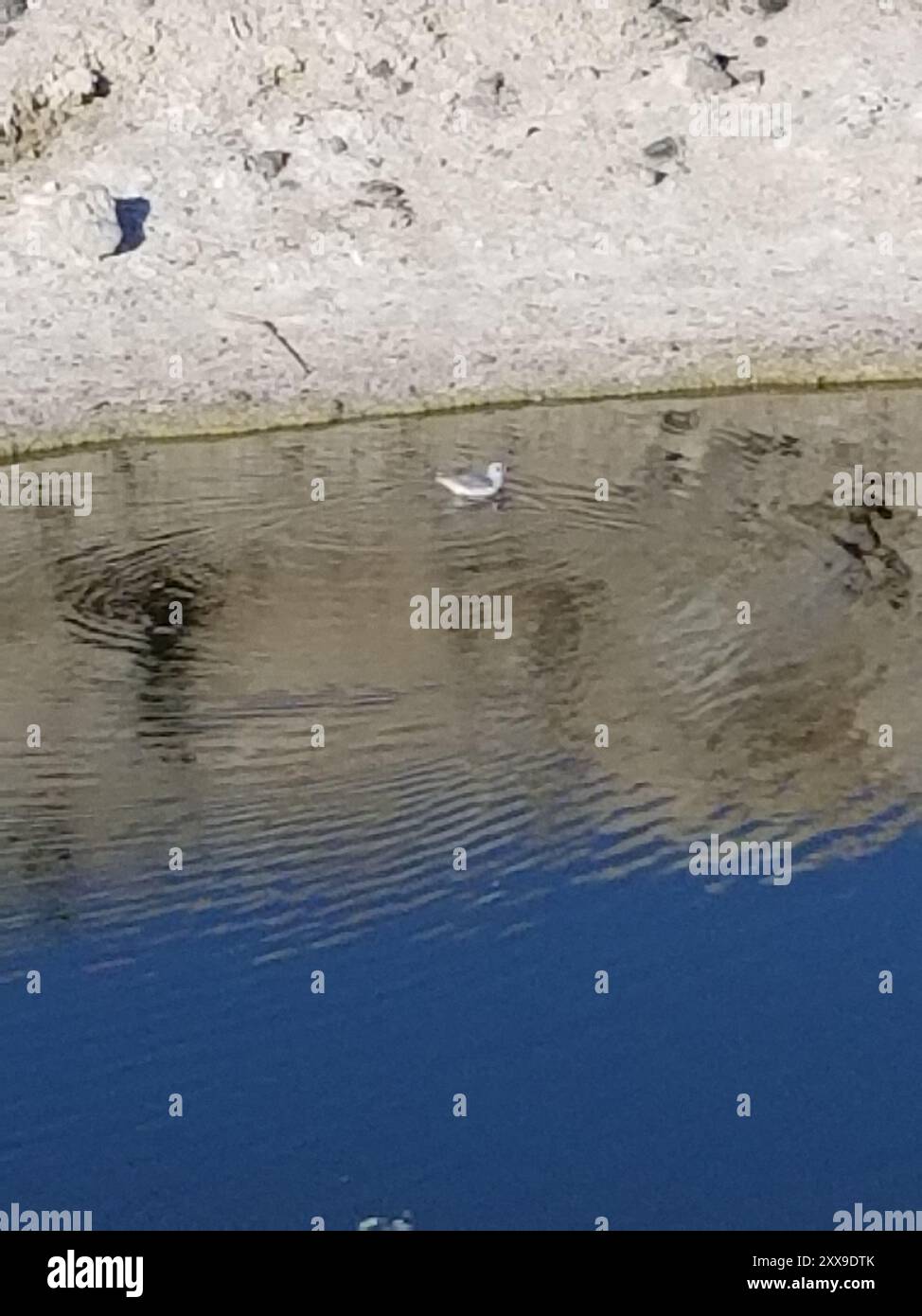 Gulls (Larinae) Aves Stock Photo - Alamy