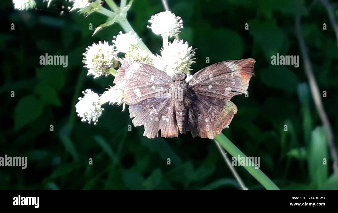 Southern Sicklewing (Eantis thraso) Insecta Stock Photo - Alamy