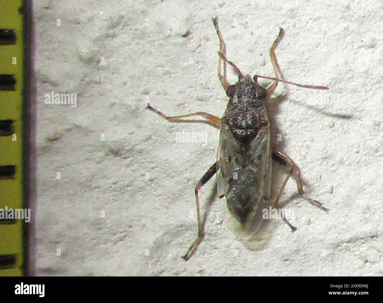 False chinch bugs hi-res stock photography and images - Alamy