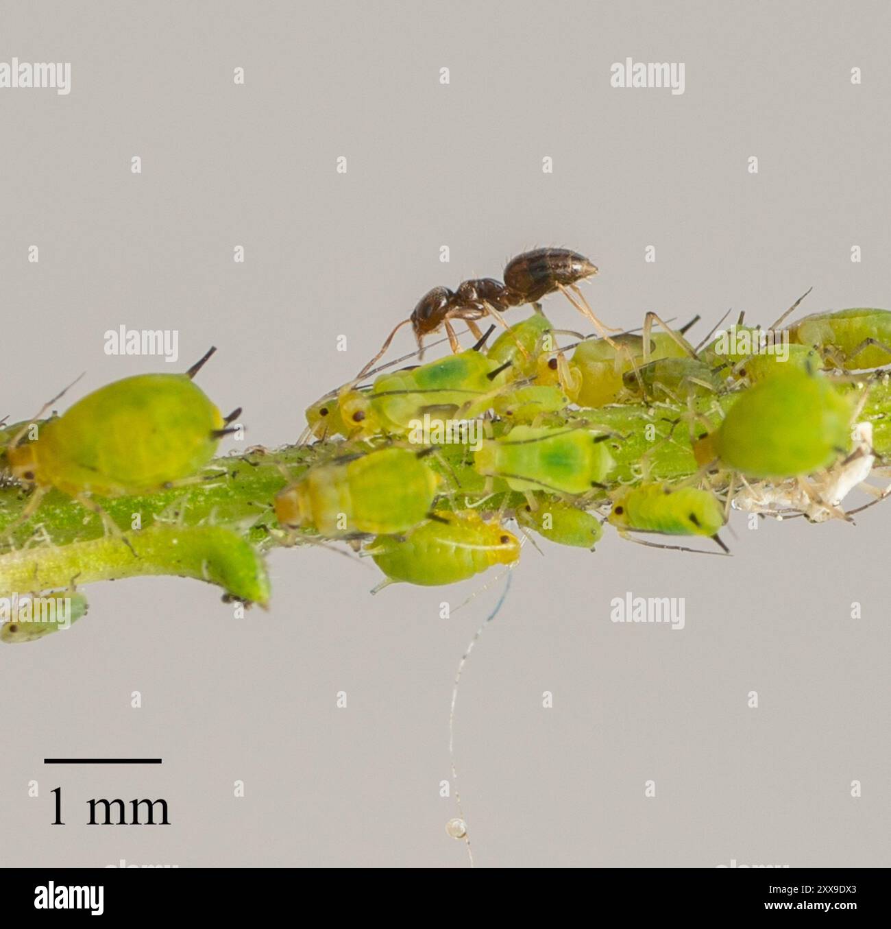 Dark Rover Ant (Brachymyrmex patagonicus) Insecta Stock Photo - Alamy