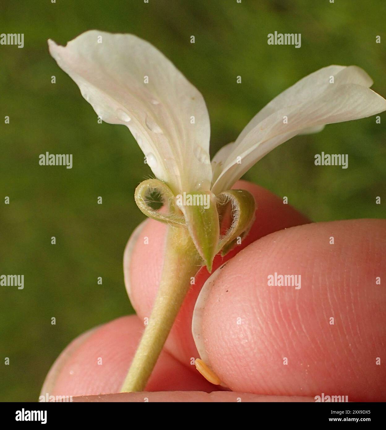 Lurid Storksbill (Pelargonium luridum) Plantae Stock Photo - Alamy