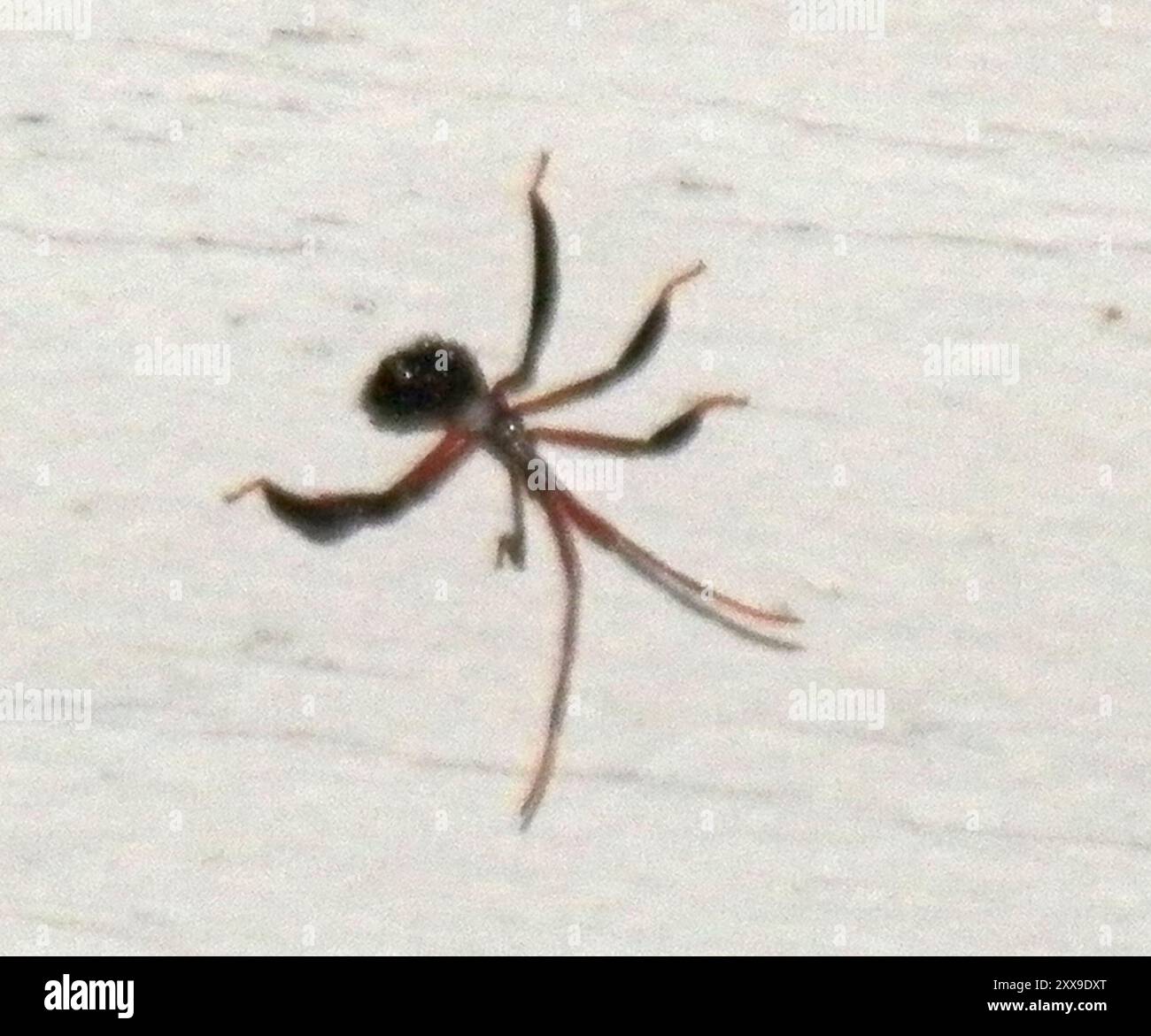 Spine-headed Bugs (Acanthocephala) Insecta Stock Photo - Alamy