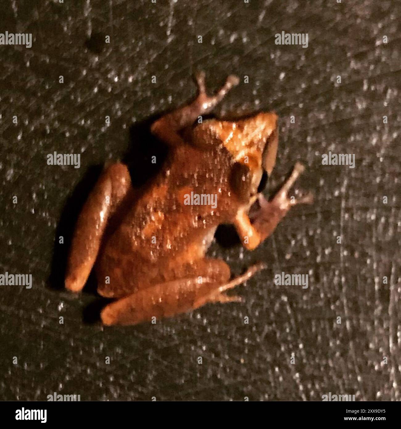 Paraiba Robber Frog (Pristimantis ramagii) Amphibia Stock Photo - Alamy