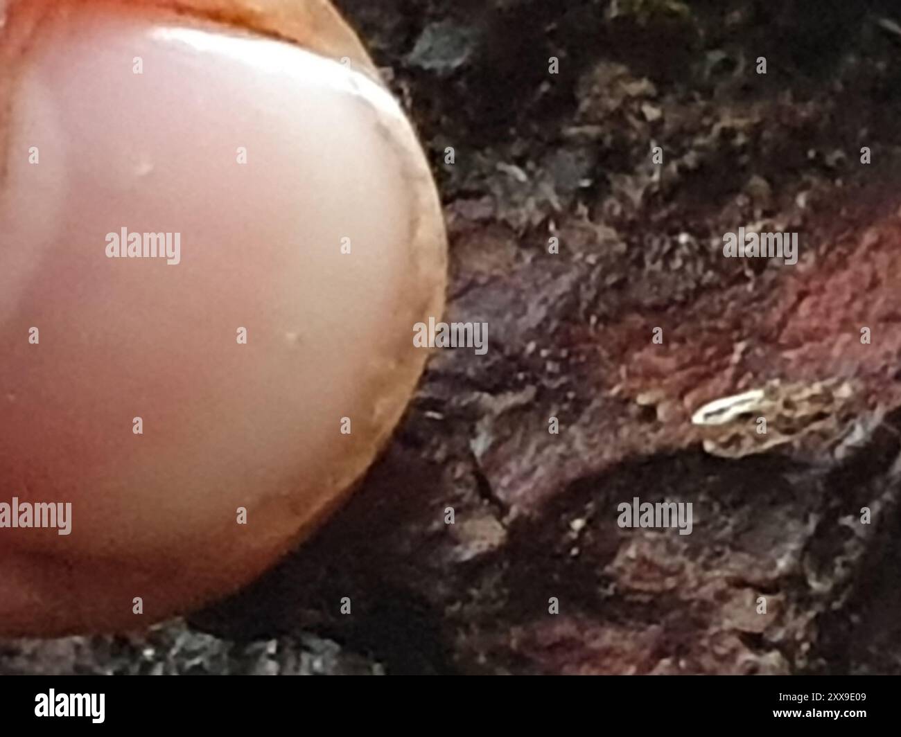 Barklice, Booklice, and Parasitic Lice (Psocodea) Insecta Stock Photo ...