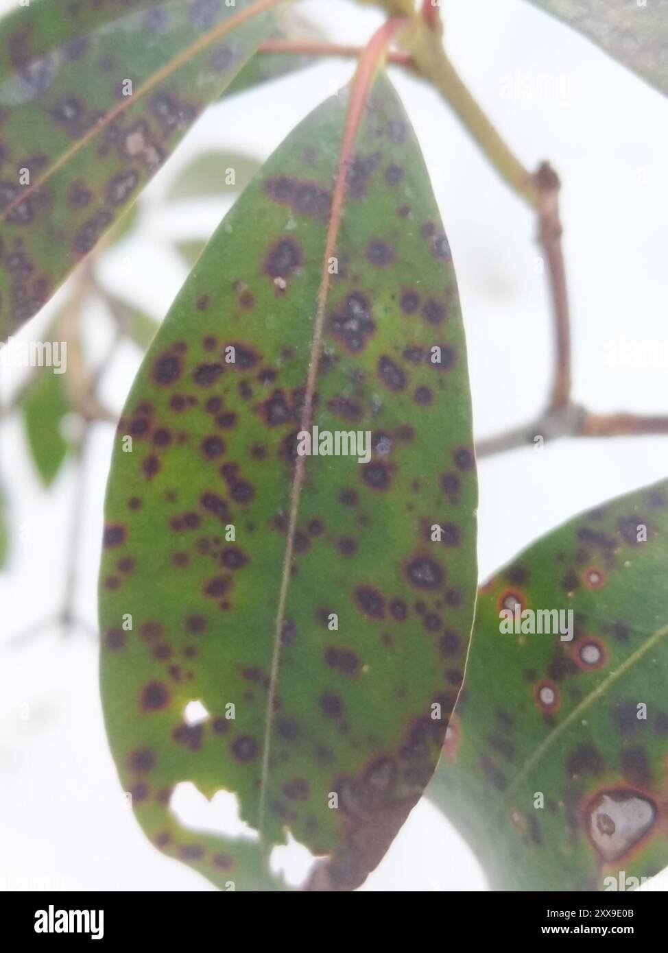 Mountain Laurel Leaf Spot (Mycosphaerella colorata) Fungi Stock Photo ...