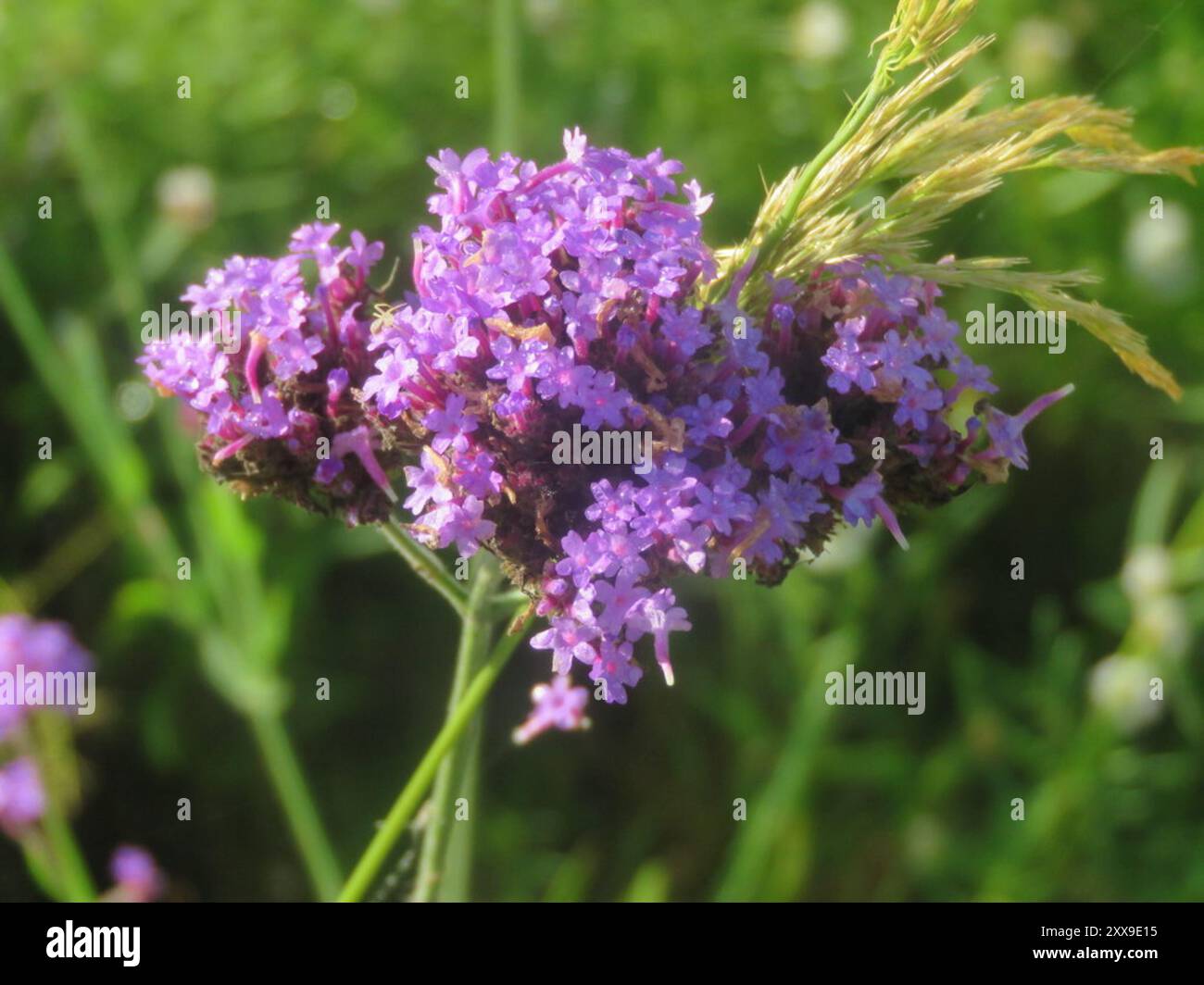 purpletop vervain (Verbena bonariensis) Plantae Stock Photo - Alamy