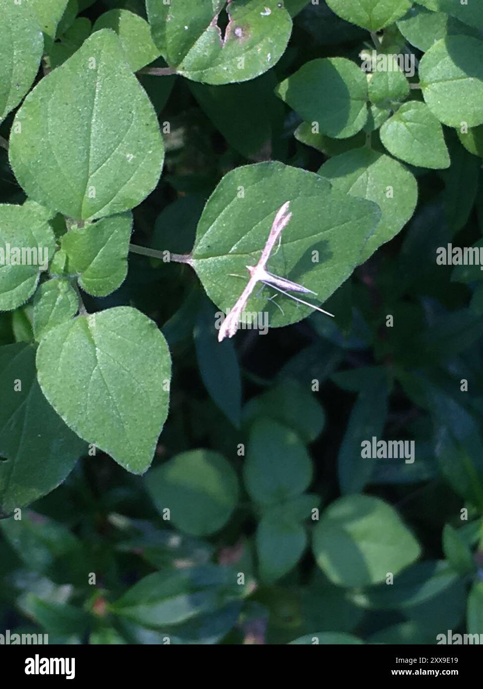 Dwarf Plume Moth (Exelastis pumilio) Insecta Stock Photo - Alamy