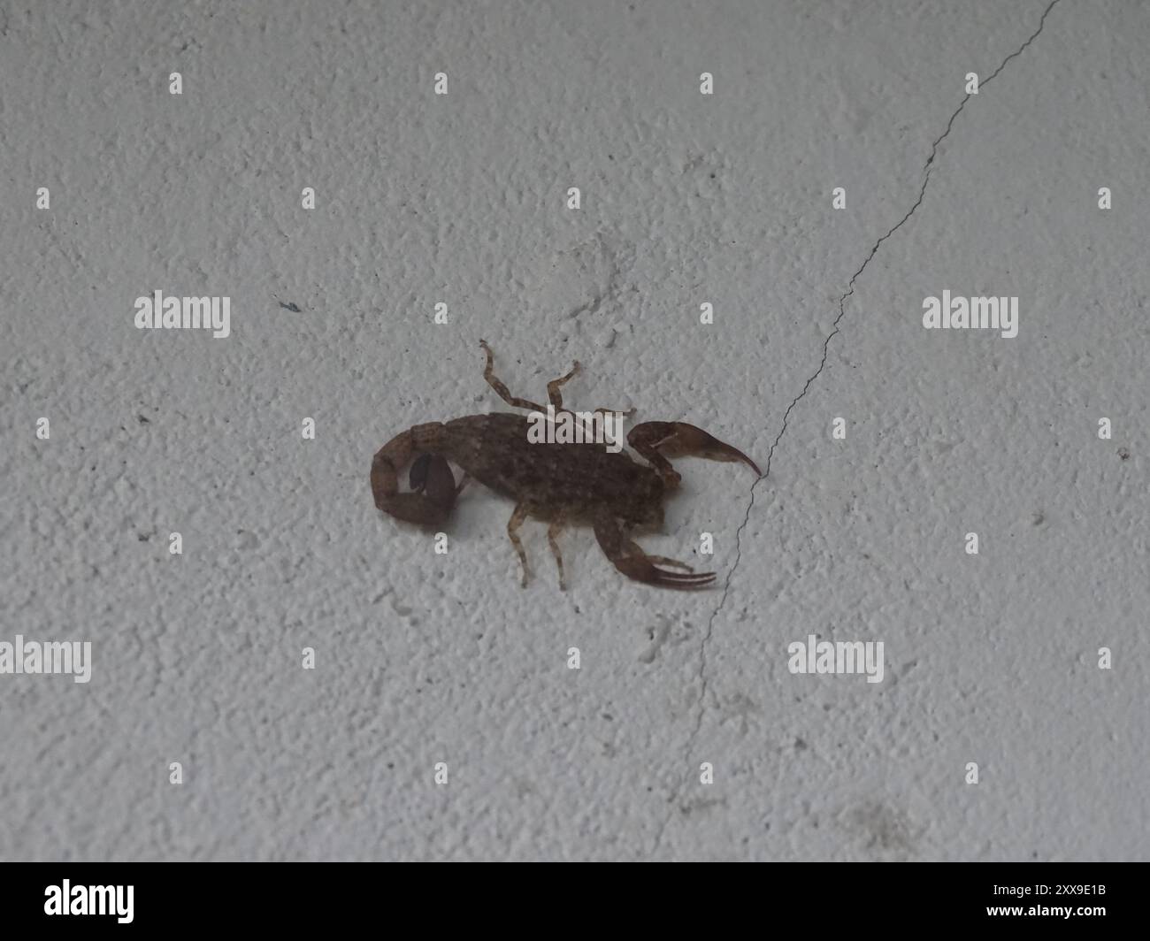 Thick-tailed scorpions (Tityus) Arachnida Stock Photo - Alamy