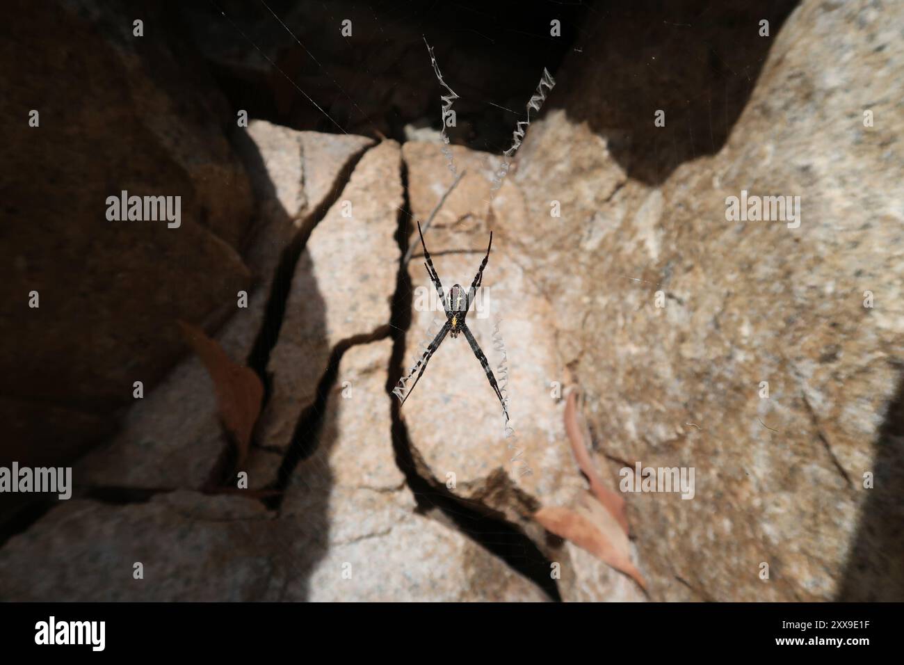 Painted Cross Spider (Argiope picta) Arachnida Stock Photo - Alamy