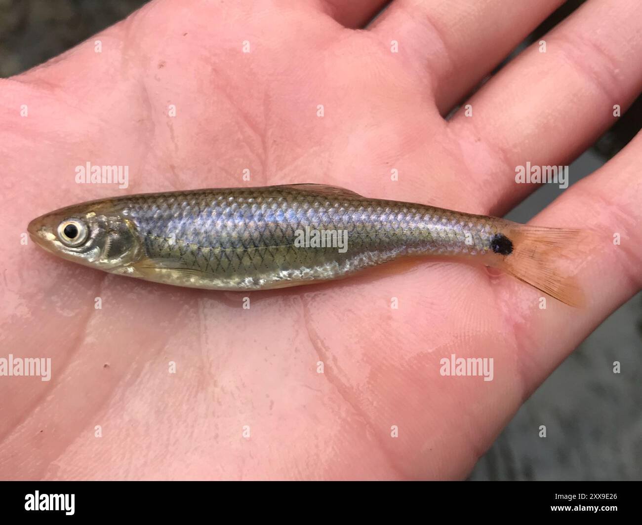 Western Blacktail Shiner (Cyprinella venusta) Actinopterygii Stock ...