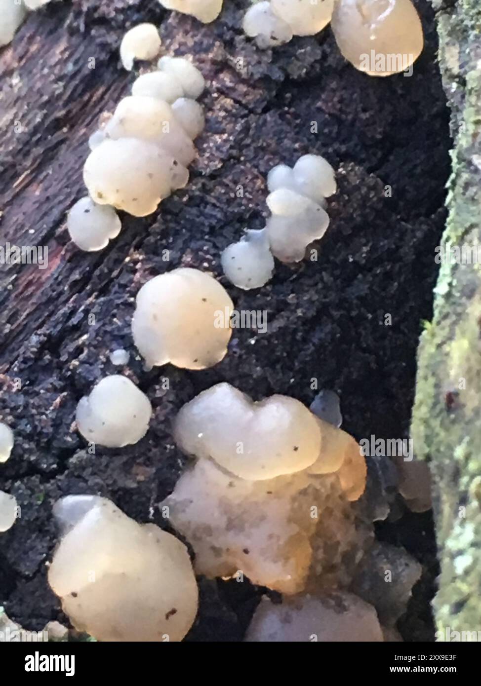 Crystal brain fungi hi-res stock photography and images - Alamy
