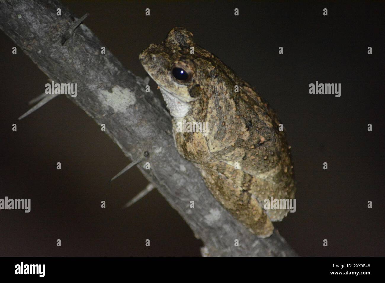 Grey Foam-nest Tree Frog (Chiromantis xerampelina) Amphibia Stock Photo - Alamy