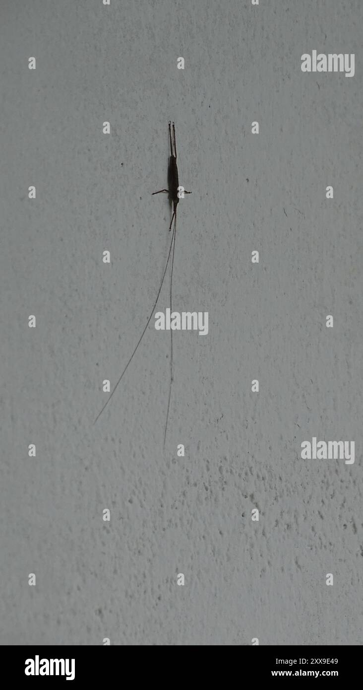 Katydids, Crickets, and Allies (Ensifera) Insecta Stock Photo - Alamy