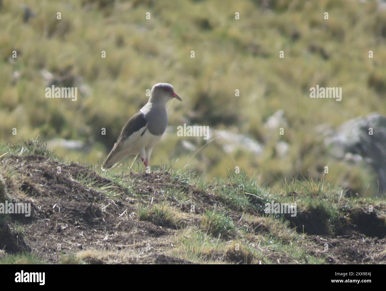 Andean Lapwing (Vanellus resplendens) Aves Stock Photo - Alamy