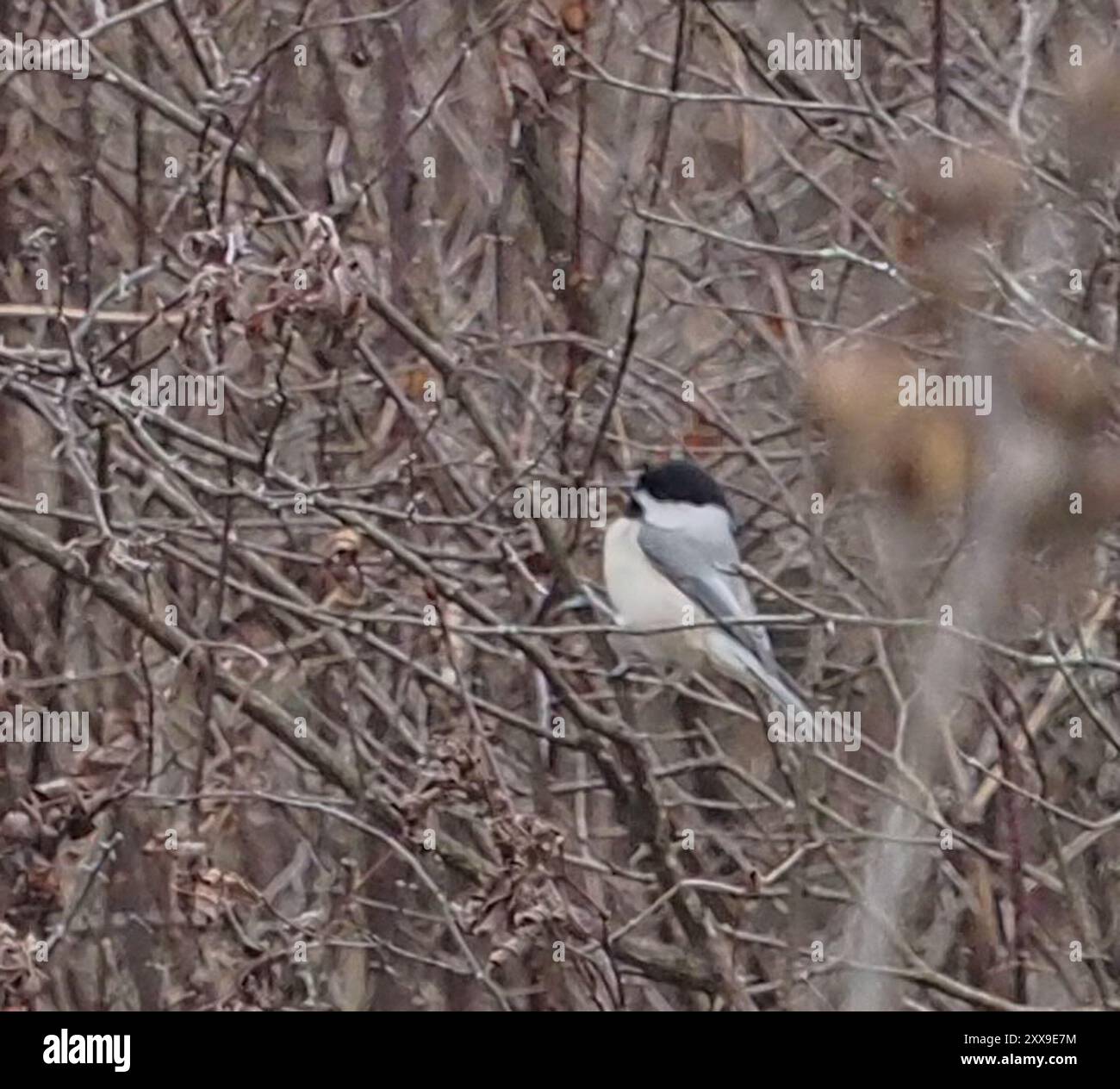 Carolina Chickadee (Poecile carolinensis) Aves Stock Photo - Alamy
