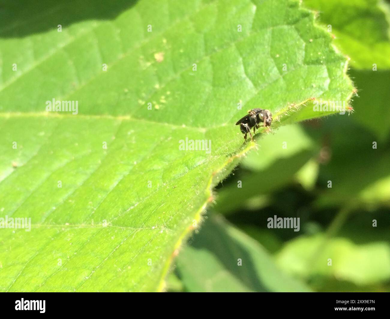 Mexican Pitted-Stingless bee (Nannotrigona perilampoides) Insecta Stock ...