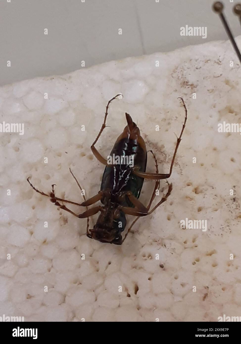 Carolina Metallic Tiger Beetle (Tetracha carolina) Insecta Stock Photo ...