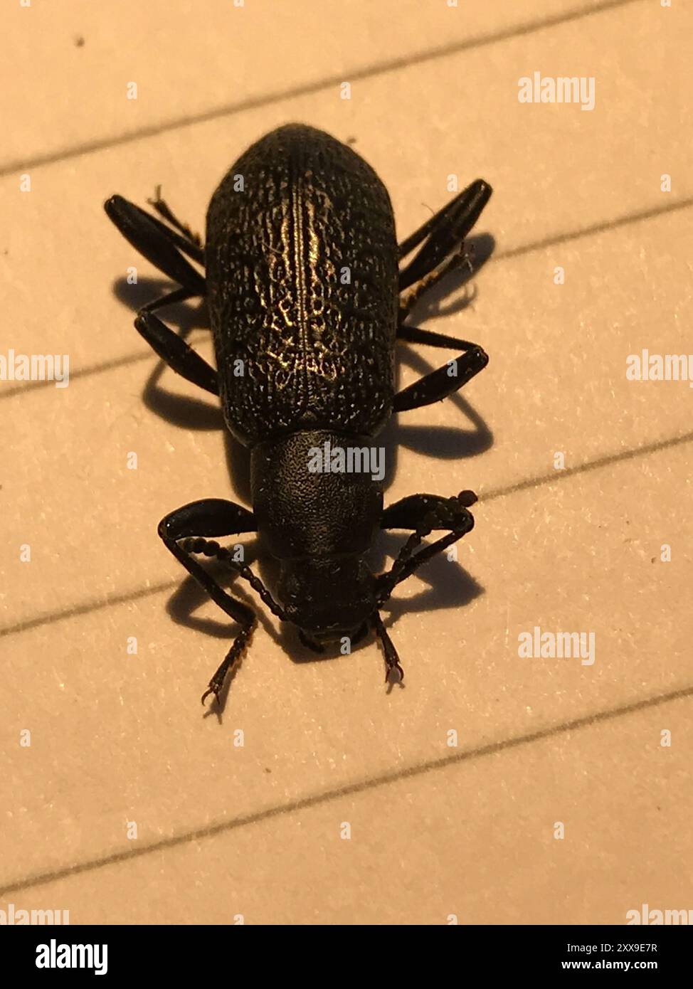 Roughened Darkling Beetle (Upis ceramboides) Insecta Stock Photo - Alamy