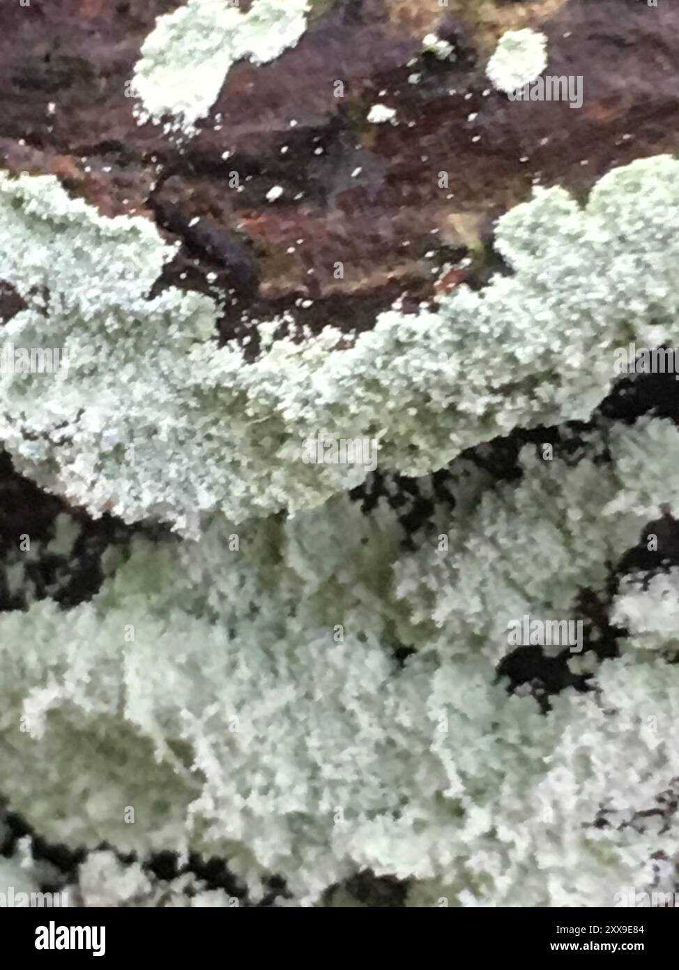 Fluffy Dust Lichen (Lepraria finkii) Fungi Stock Photo - Alamy