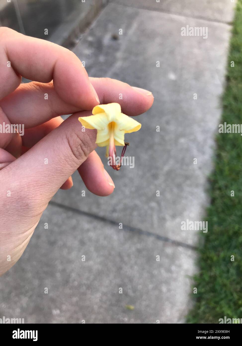 Turk's Turban (Clerodendrum indicum) Plantae Stock Photo - Alamy