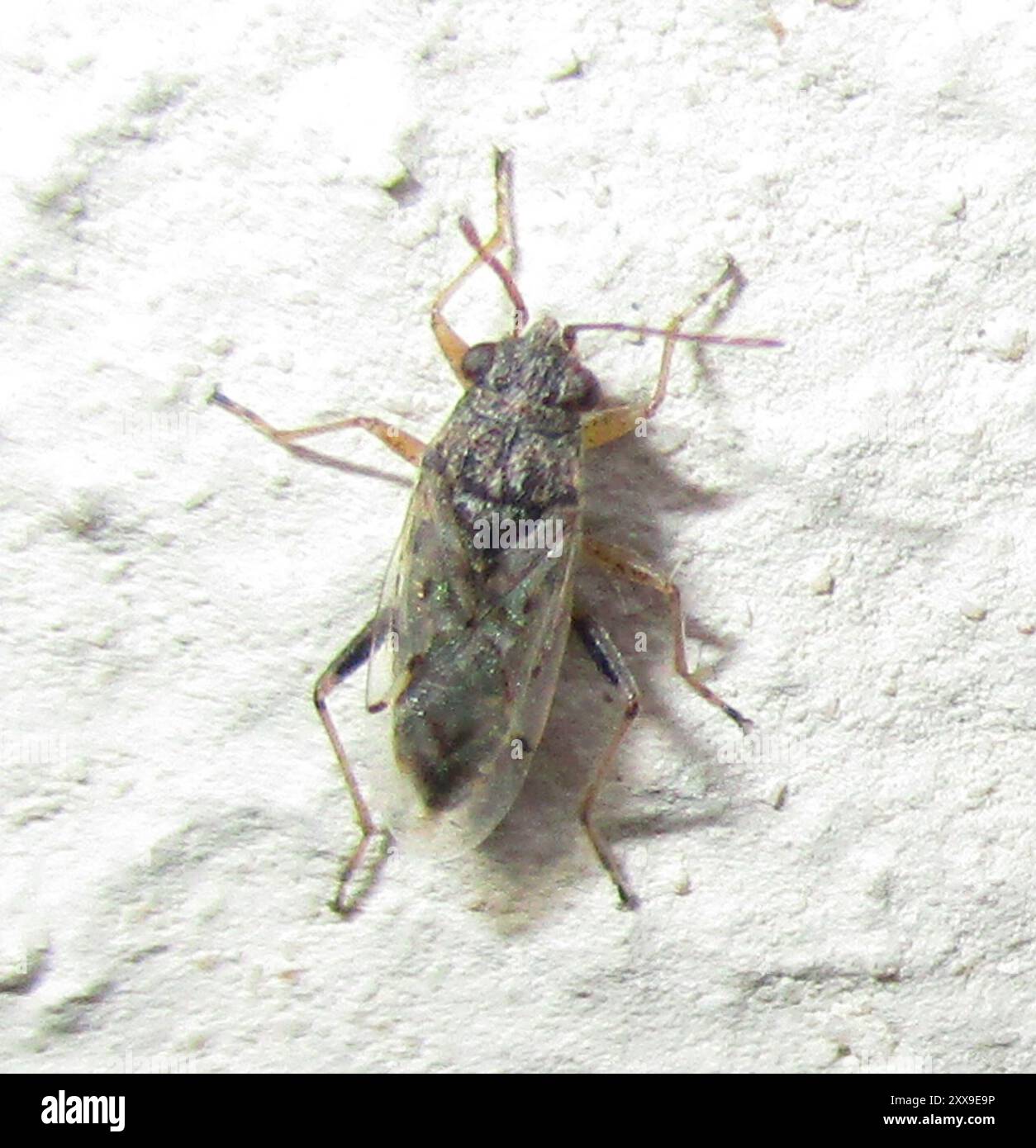 False chinch bugs (Nysius) Insecta Stock Photo - Alamy