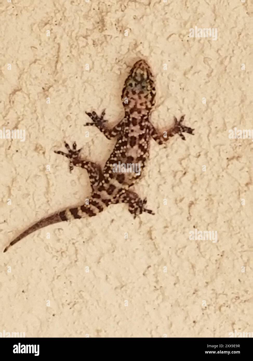 Mediterranean House Gecko (Hemidactylus turcicus) Reptilia Stock Photo ...