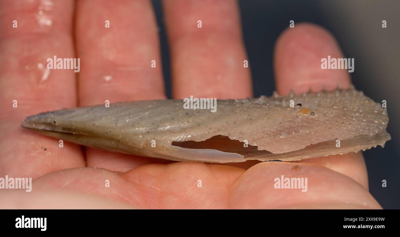 Sawtooth Pen Shell (Atrina serrata) Mollusca Stock Photo - Alamy